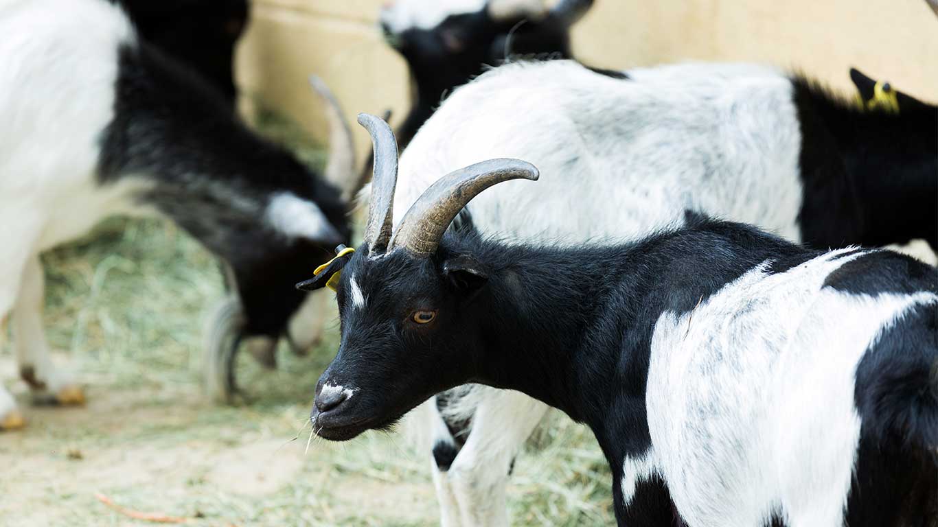 Ufugaji Bora wa Mbuzi – Ufugaji Bora Group